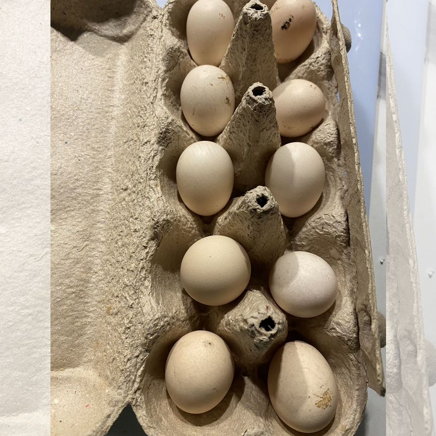 Малазийская серама инкубационное яйцо