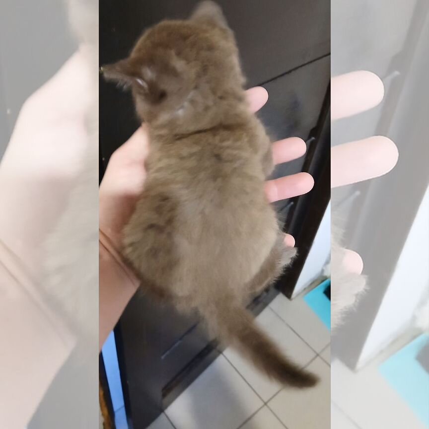 Британские котята