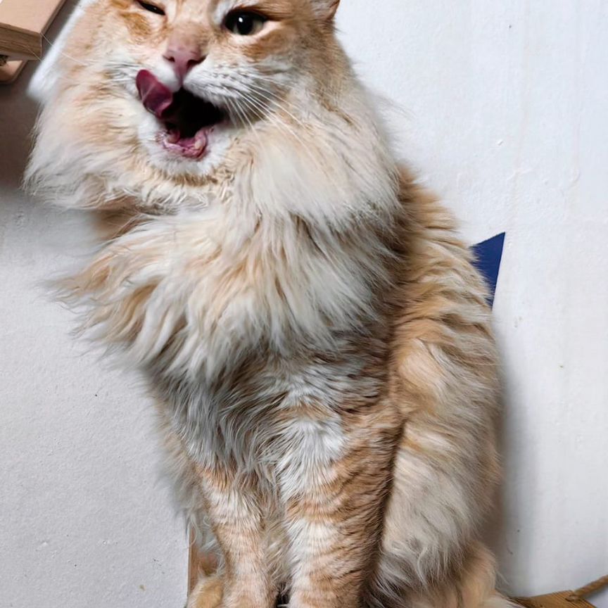 Коту Барсику нужен дом