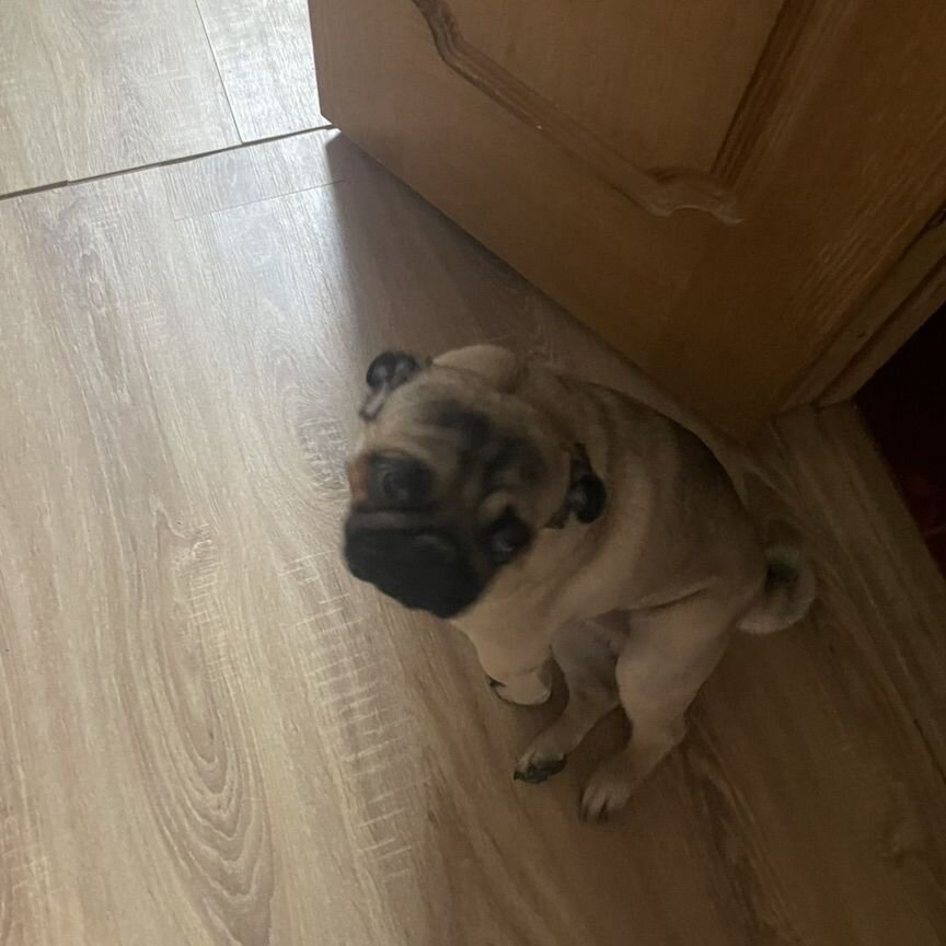 Мопс в добрые руки