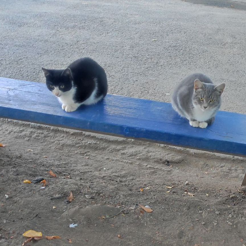 Бесплатно подростки котята
