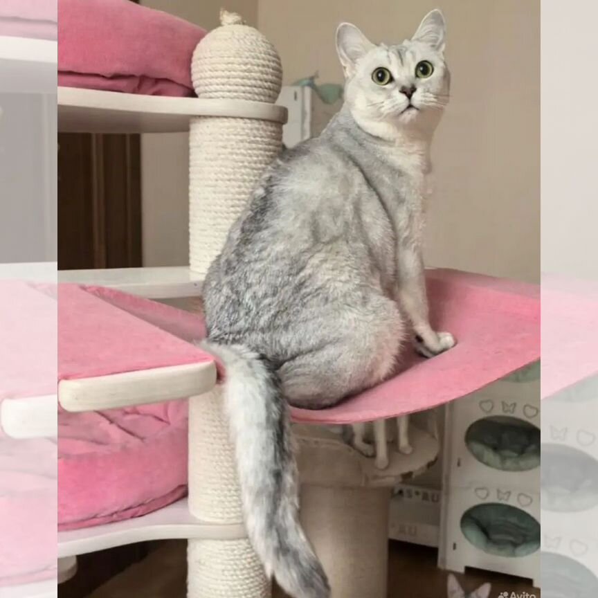 Британская короткошёрстная, взрослая кошка