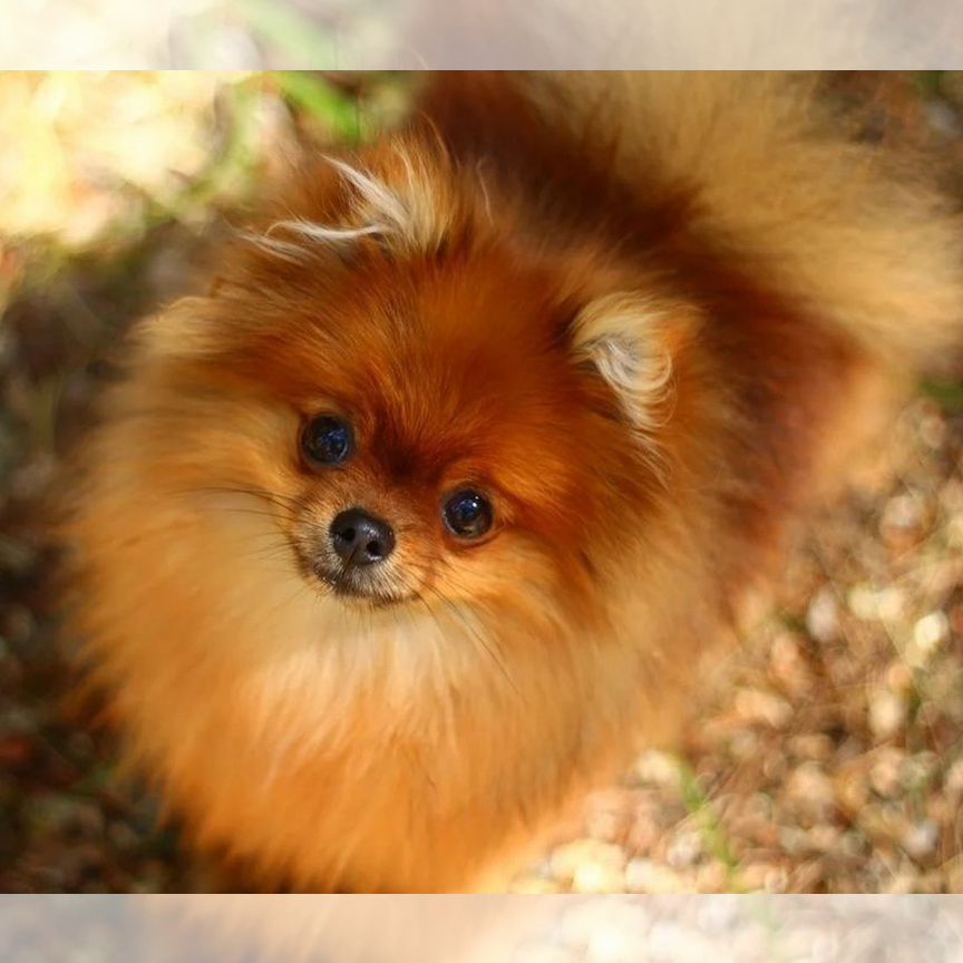 Померанский шпиц, щенок