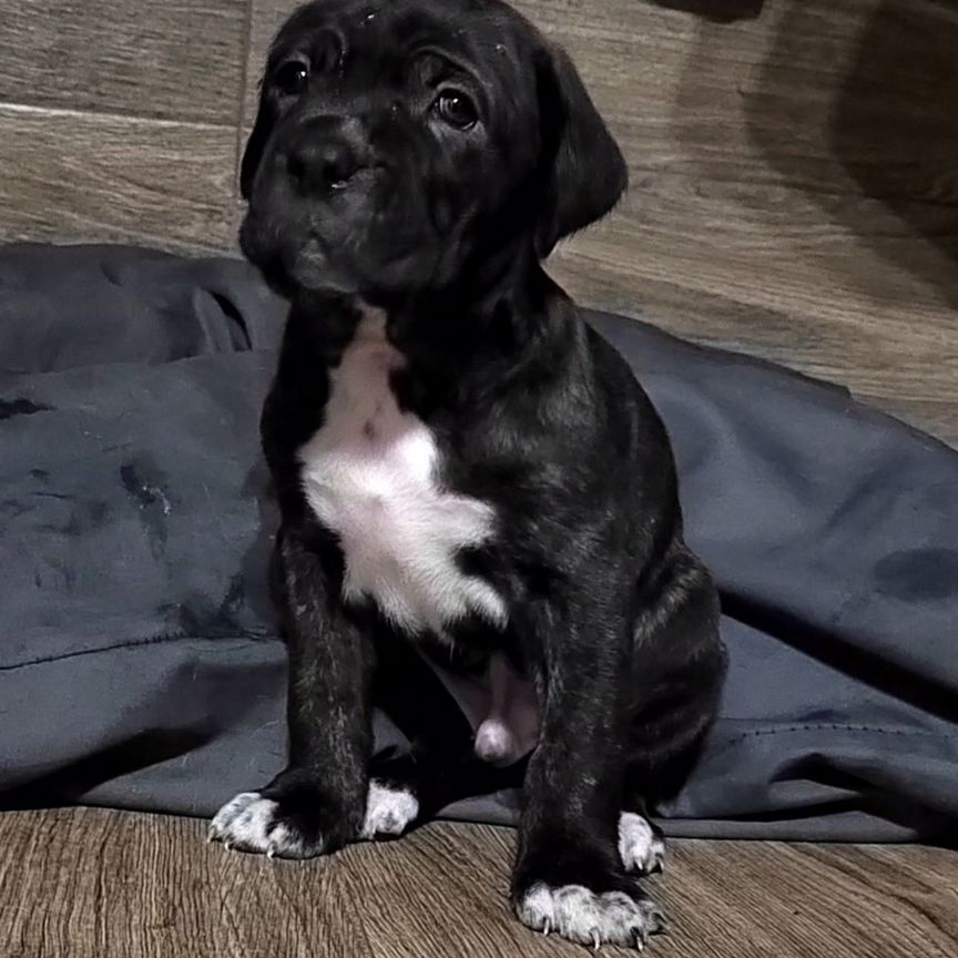 Кане-корсо, щенок