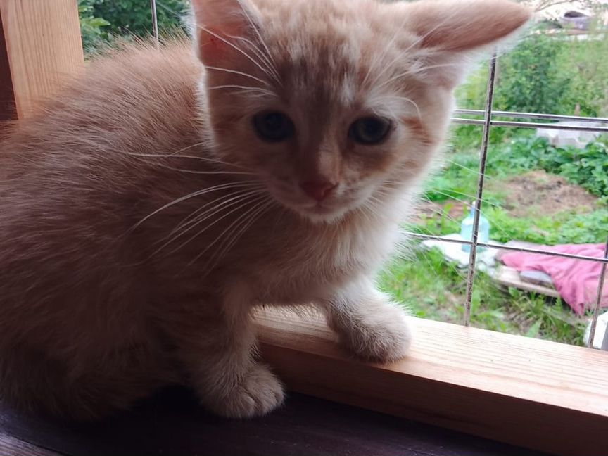 Котята в добрые руки