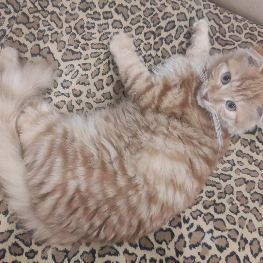 Вислоухий кот