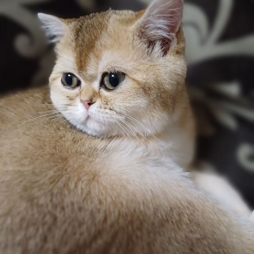 Кошки