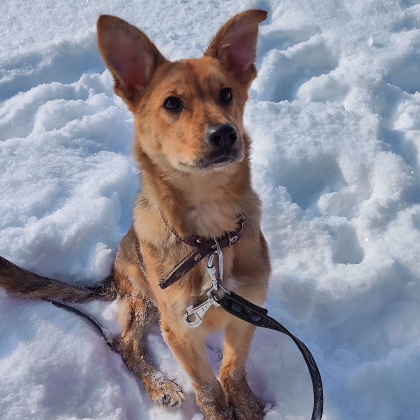 Щенок в добрые руки бесплатно