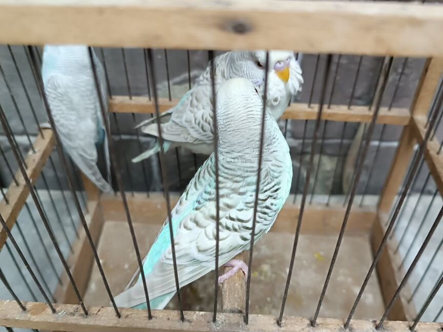 Попугай бирюза