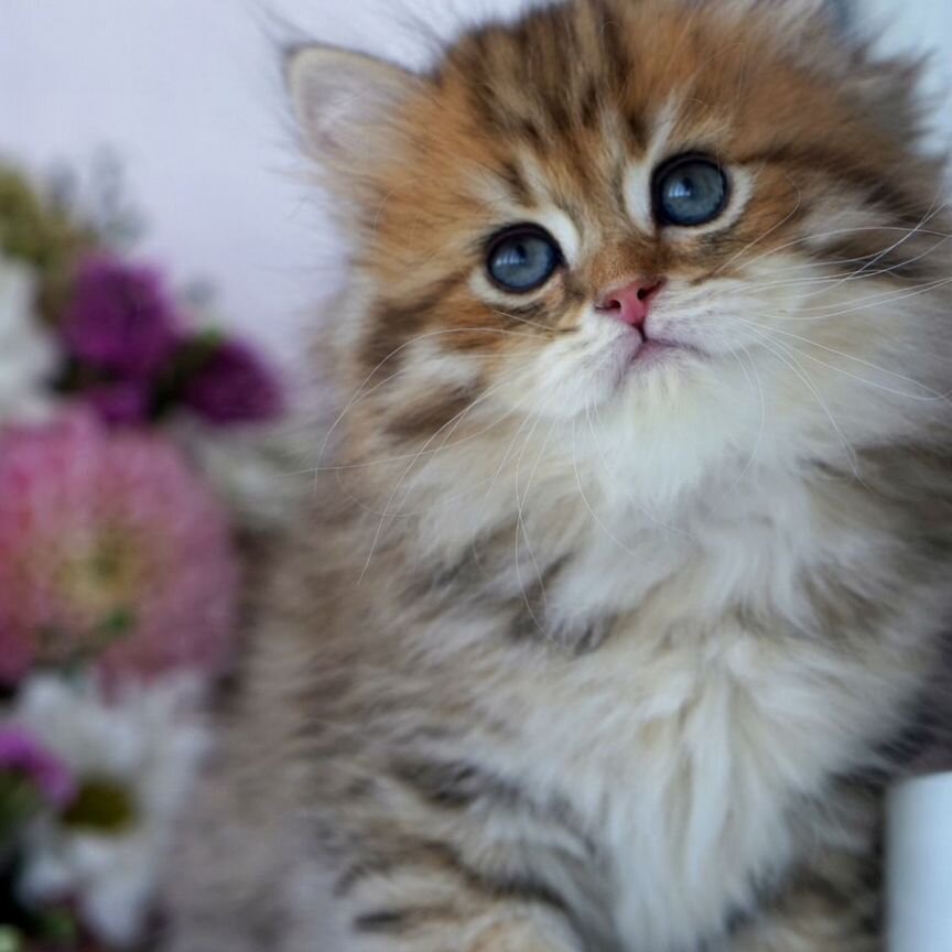 Британская золотая шиншилла длинношерстная