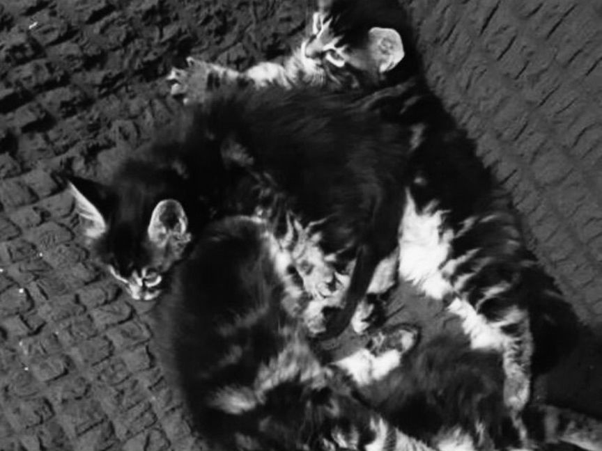 Котята мейнкуна и бенгальской