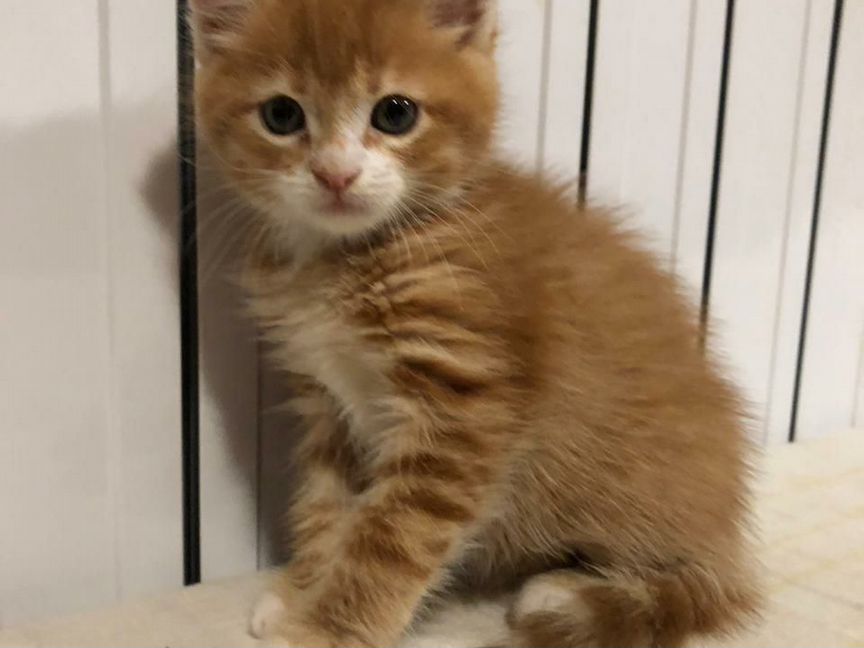 Мейн-кун красный