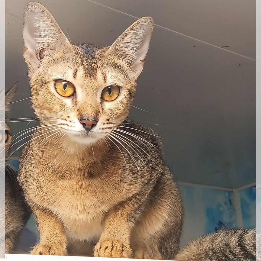 Чаузи котёнок