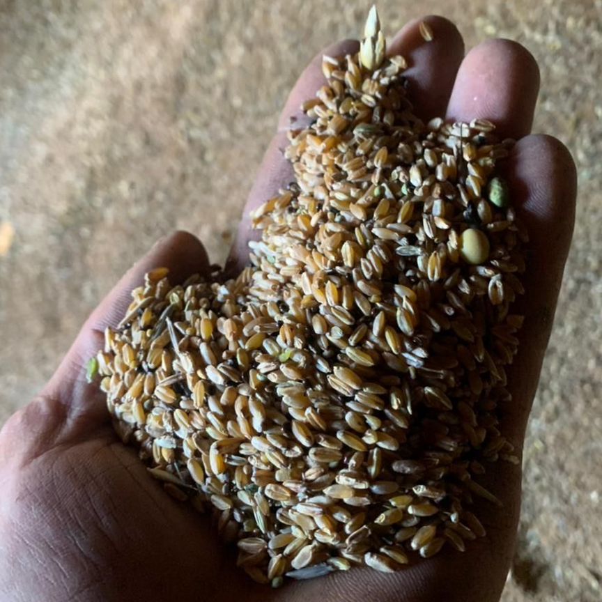 Продам зерно пшеницы, горох