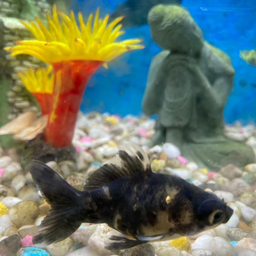 Аквариумные рыбки