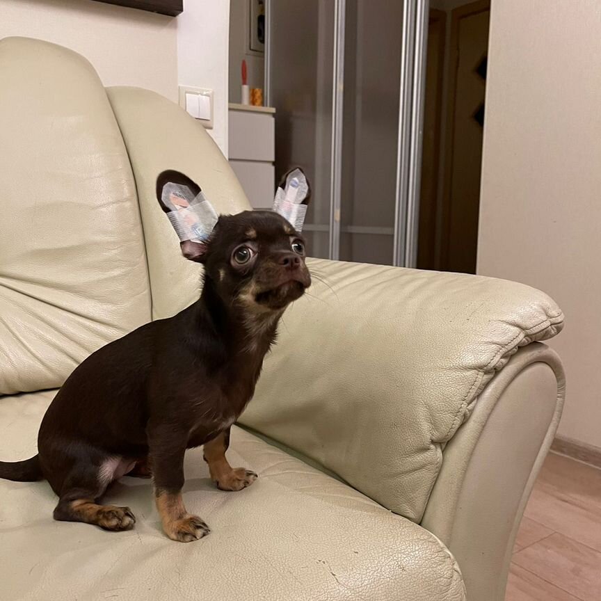 Девочка чихахуа