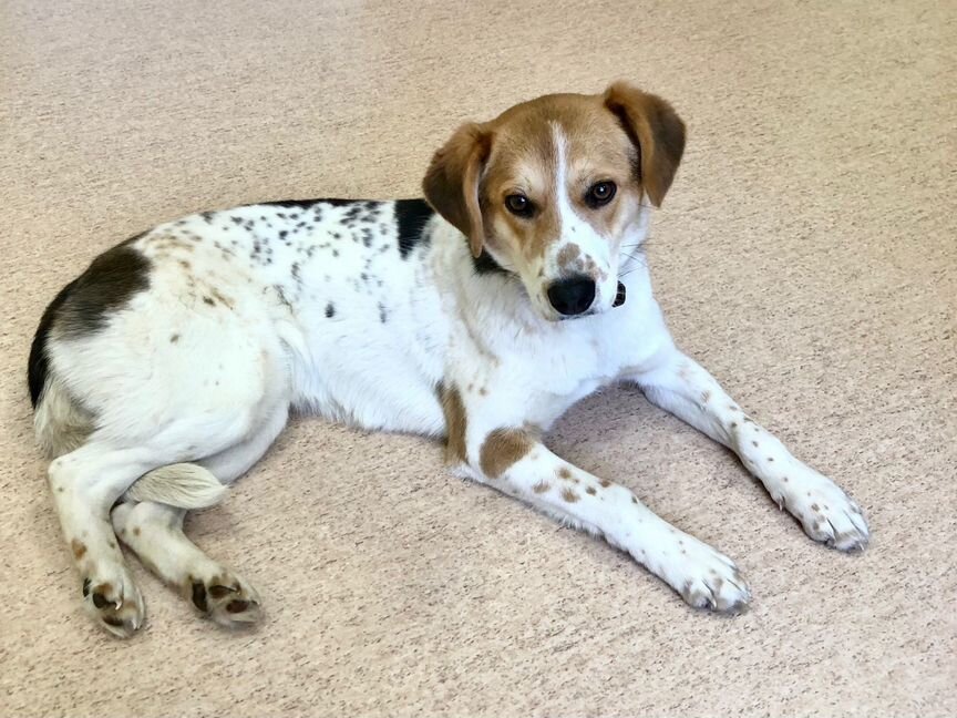 Охотничья эстонская порода