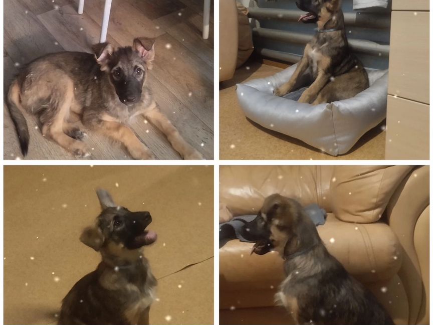 Собака Матисс (спасён в морозы, ищем дом)