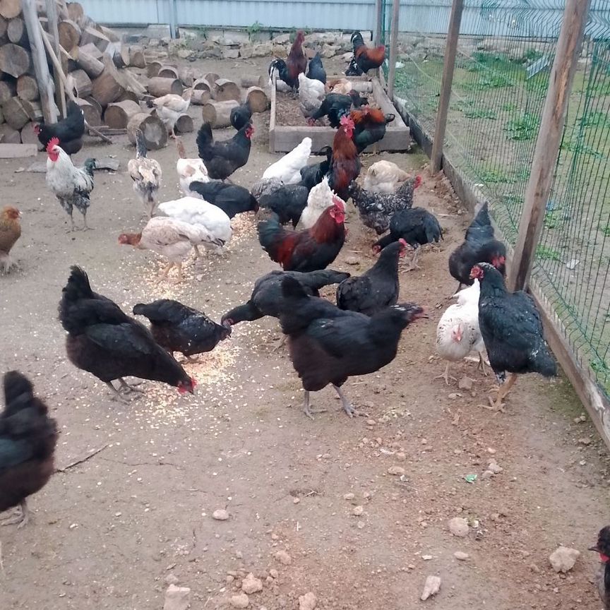 Продам куры