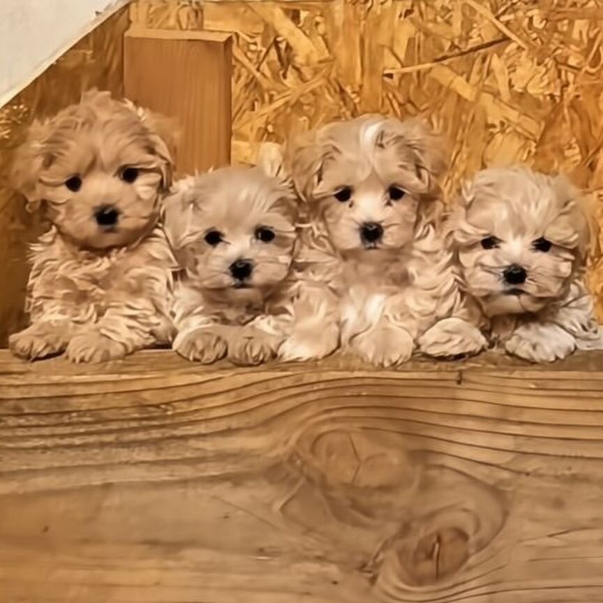 Мальтипу, щенок