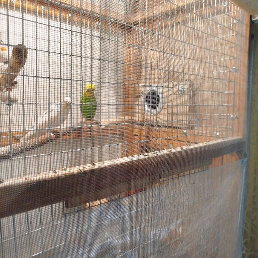 Волнистый попугай с клеткой