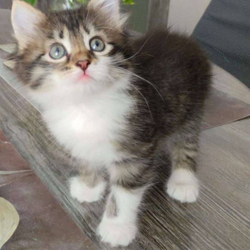 Котик в добрые руки