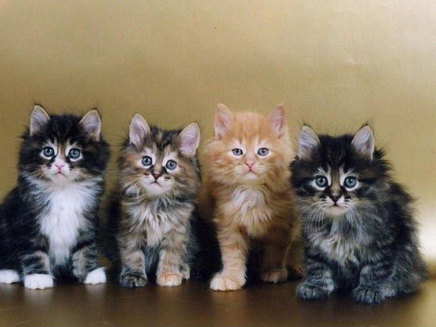 Сибирские котята