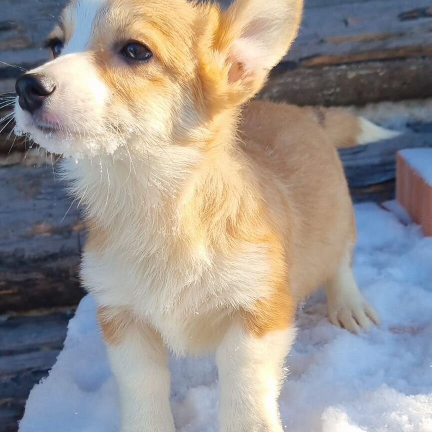 Щенки корги
