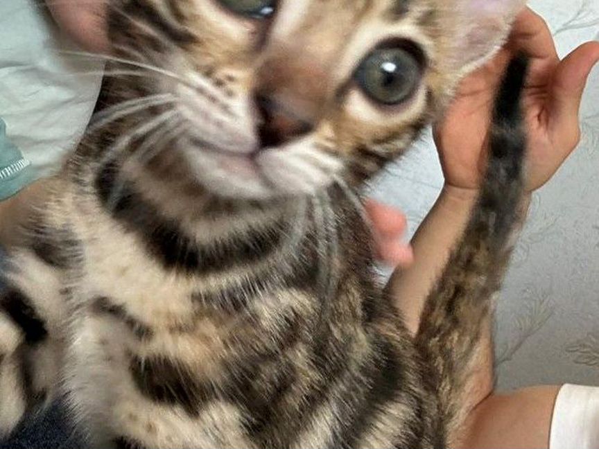 Бенгальские котята