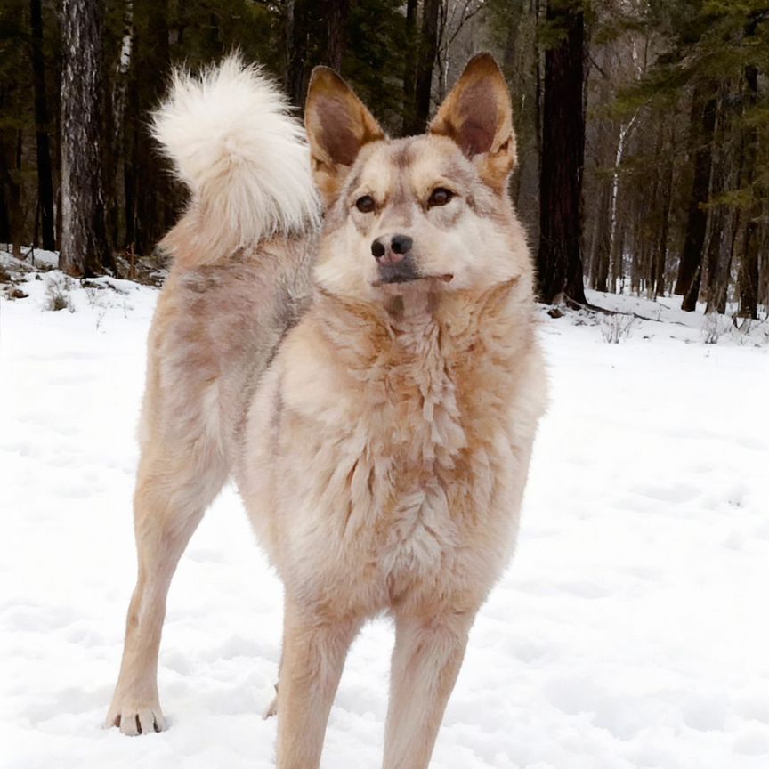 Взрослая собака в добрые руки