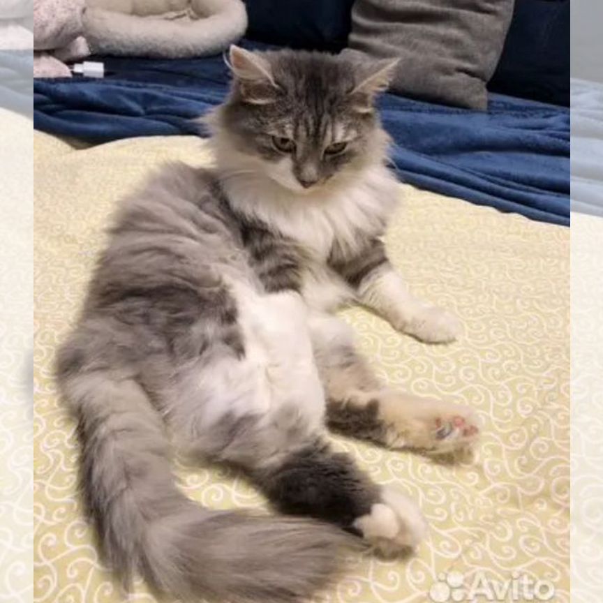 Сиамская, взрослая кошка