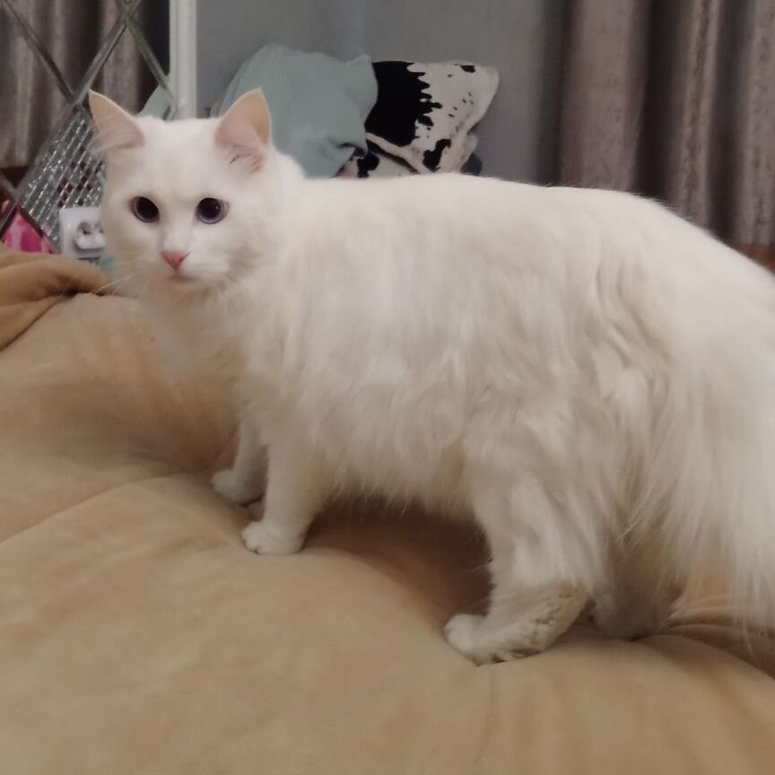 Турецкая ангора, взрослая кошка