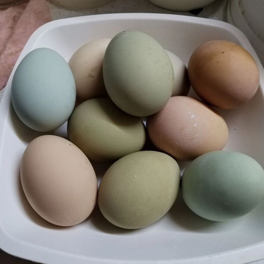 Куриные яйца,домашние