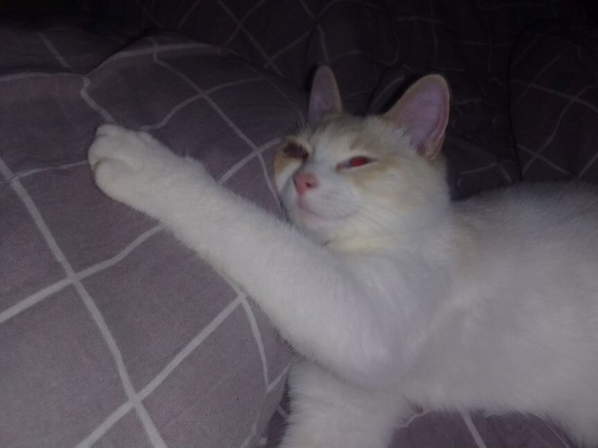 Отдам в добрые руки