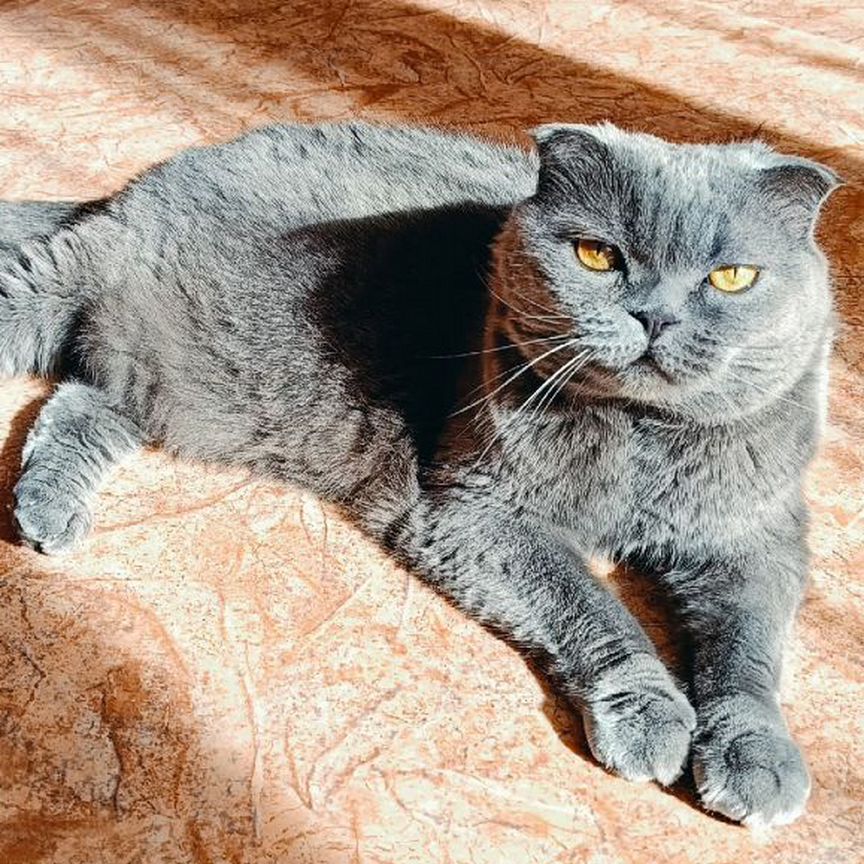 Шотландская вислоухая короткошёрстная, взрослая кошка