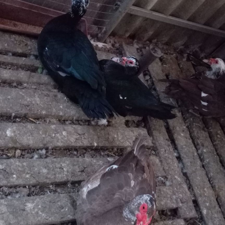 Утки тяжелые линии