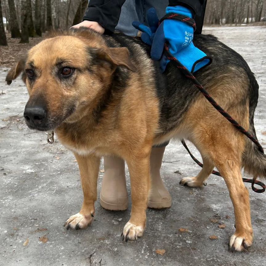 Взрослая собака в добрые руки