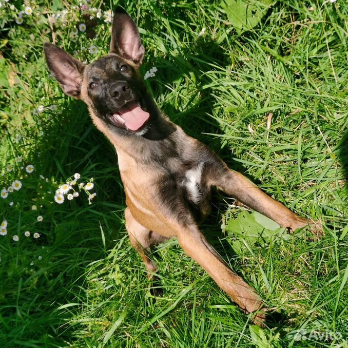 Бельгийская овчарка малинуа