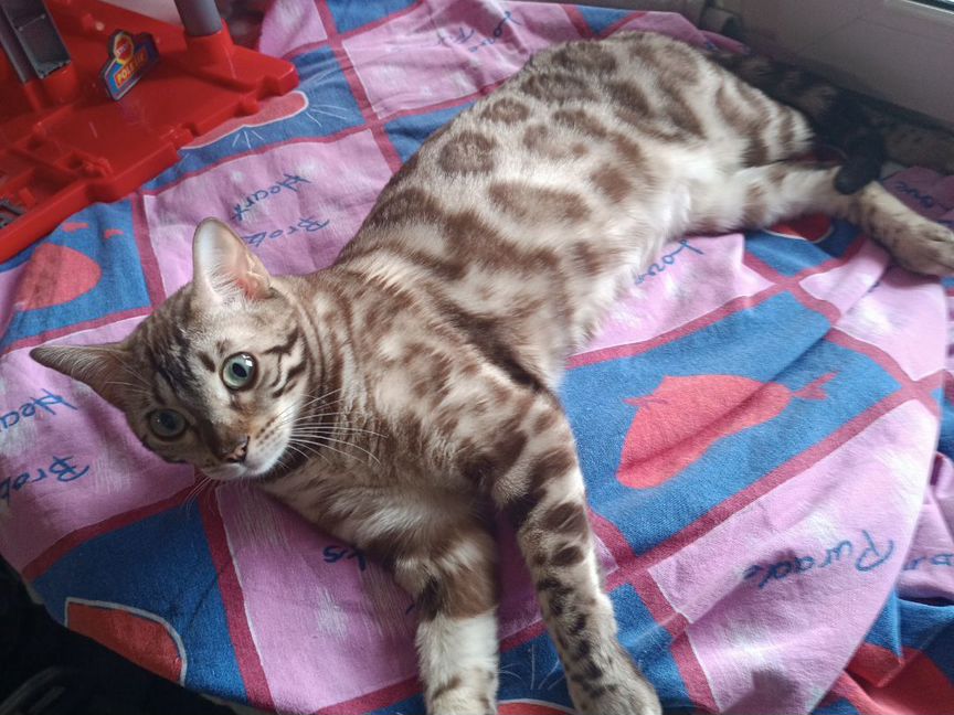 Бенгальская кошка в добрые руки