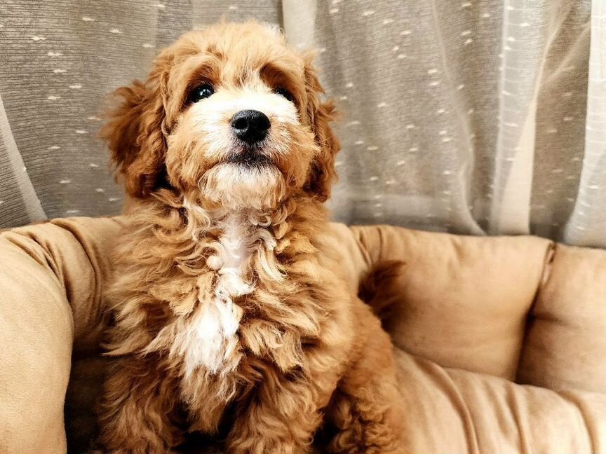 Мальтипу микро.мини.стандарт