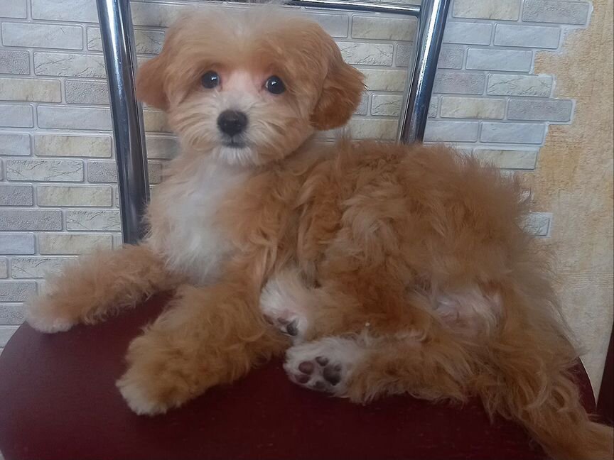 Мальтипу щенки мини