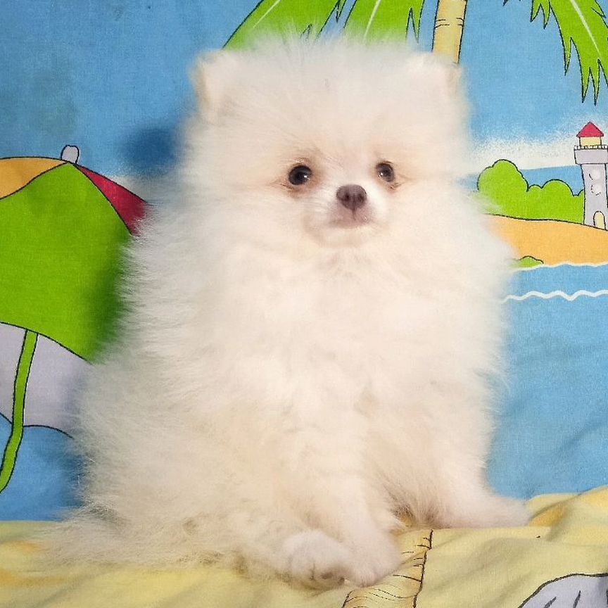 Мальчик шпиц