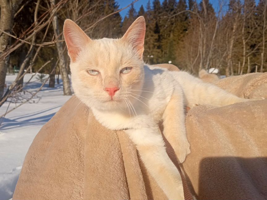 Кот подросток редпоинт