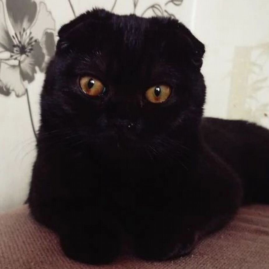 Шотландский вислоухий короткошёрстный, взрослый кот