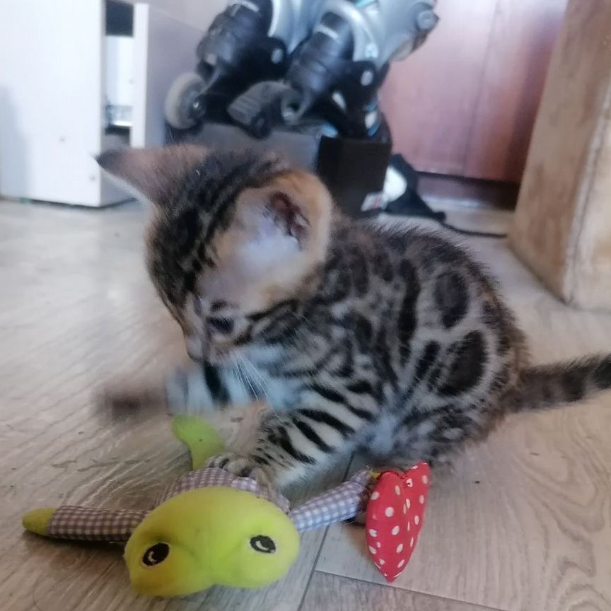Бенгальские котята