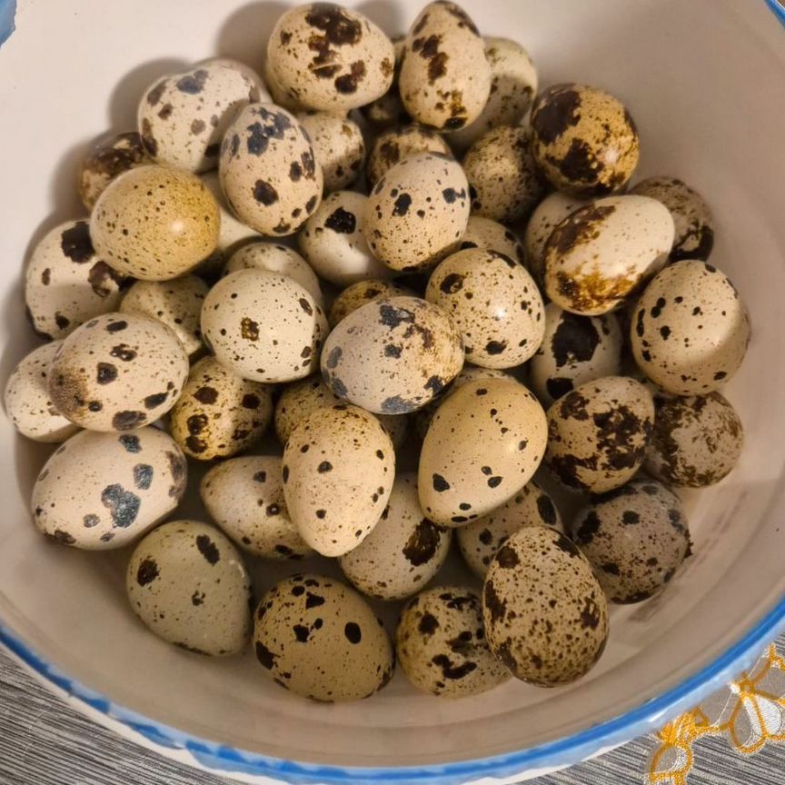 Продаём перепелинное яйцо