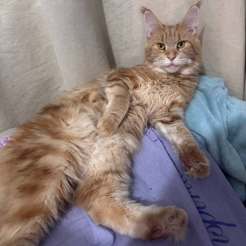 Мейн-кун, взрослая кошка