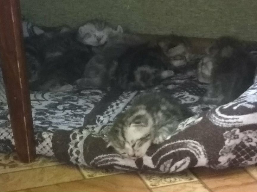 Кошки