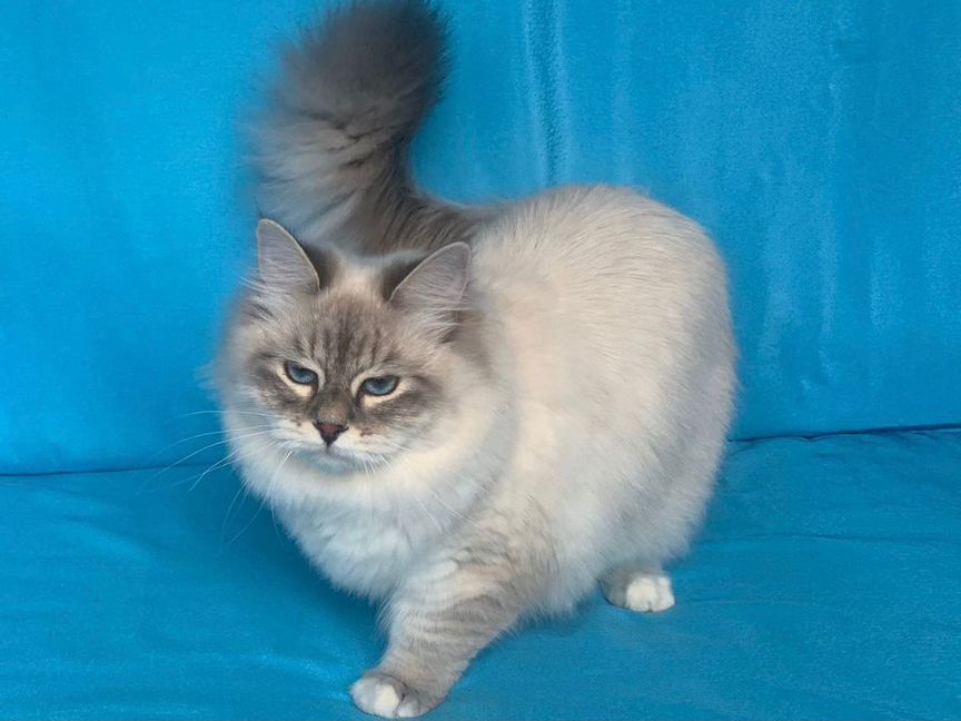 Невская Маскарадная кошечка