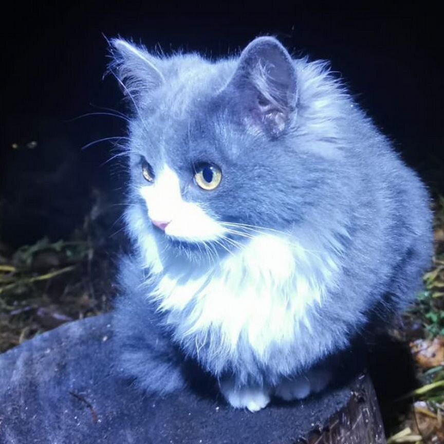 Котята кошечки в добрые руки